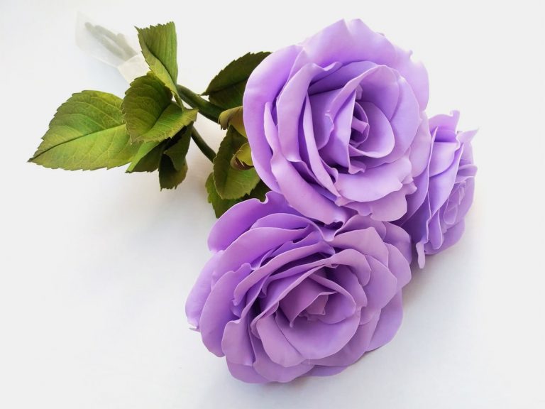 Purple Rose Meaning from Various Point of Views - Rose Meaning
