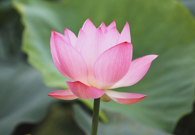 Lotus Flowers Meaning: Its Hidden Meaning through Symbols - Rose Meaning